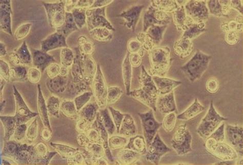 Gh3b6 Cells After 30 Minutes Of Incubation With Pectic Acid And Trh
