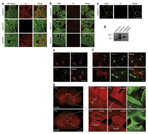 Cell Type And Brain Region Resolved Mouse Brain Proteome Abstract Europe Pmc