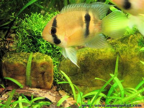 Lacara Maroni Cleithracara Maronii