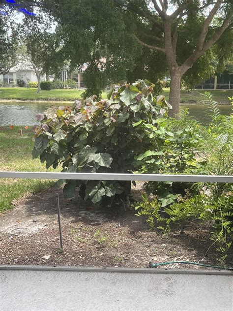 Variegated Sea Hibiscus In Development Rbonsai