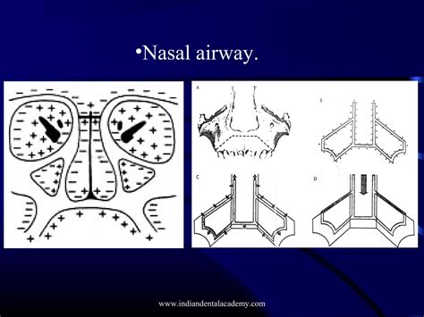 Growth And Development Of Maxilla And Maxillary Endodontic Courses Ppt