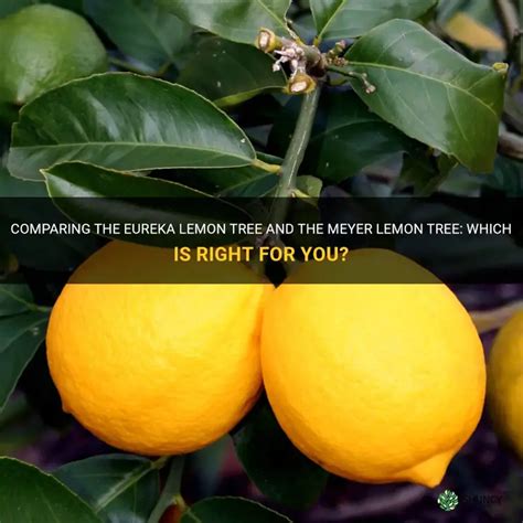 Comparing The Eureka Lemon Tree And The Meyer Lemon Tree Which Is Right For You Shuncy