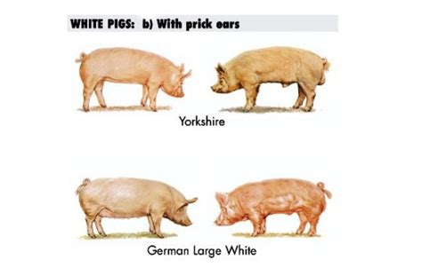 La Raza Porcina Yorkshire
