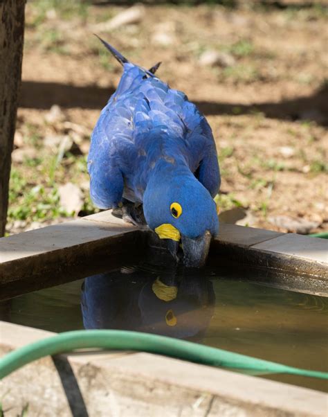 Hyacinth Macaw Size Comparison