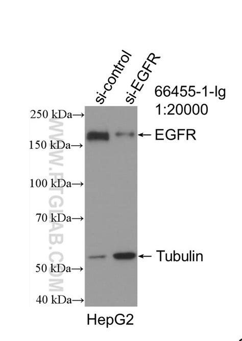 Egfr Antibody 66455 1 Pbs Proteintech 武汉三鹰生物技术有限公司