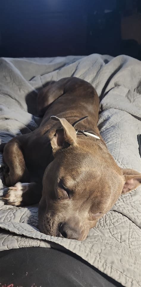 My Sweet Boy Merlin Raww