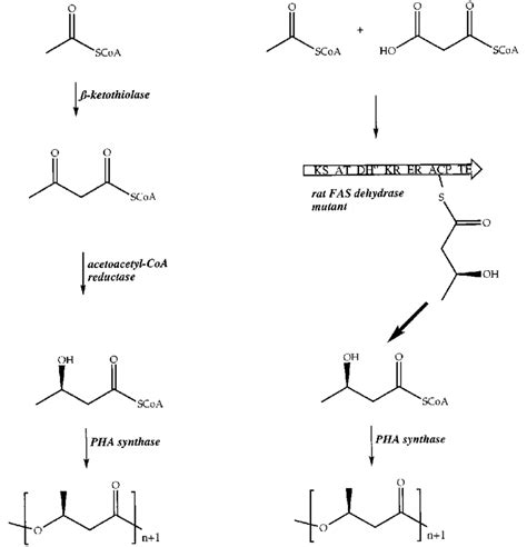 Comparison Of The Natural And Engineered Pathways For Phb Synthesis