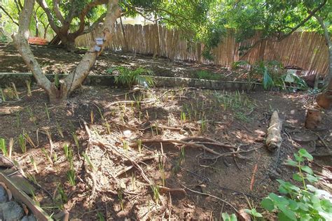 Otentic Permaculture Eco Lodge In Mauritius Architects Of Life