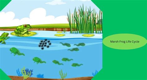 20 Types Of Frog Life Cycle With Stages And Facts