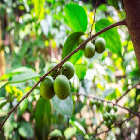 Jamaican Plum Tree
