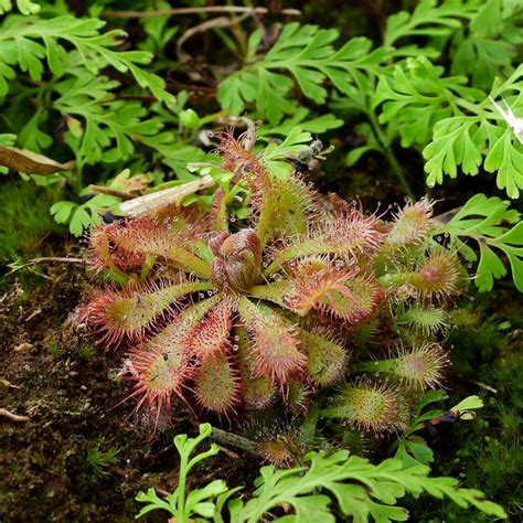 Sundew Drosera Species Mygardenlife