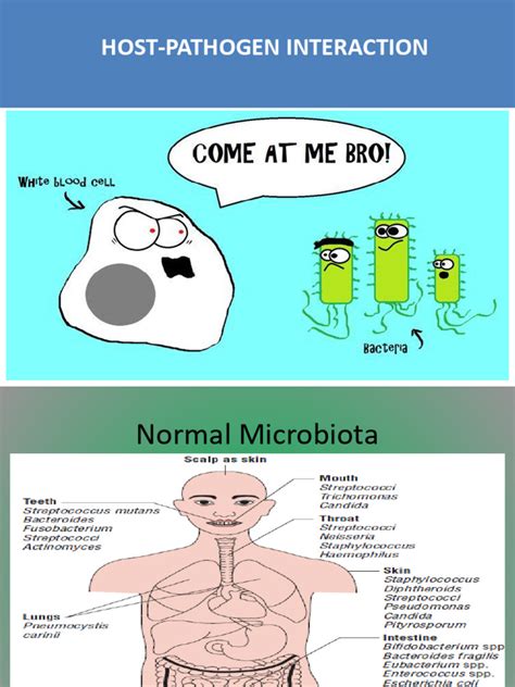 Host Pathogen Interaction Pdf Pathogen Immune System
