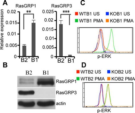 Rasgrp1 Is An Essential Signaling Molecule For Development Of B1a Cells With Autoantigen
