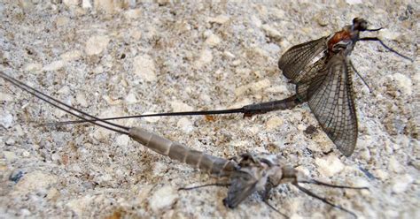 Good Natured The Incredible Lifecycle Of The Mayfly Shaw Local