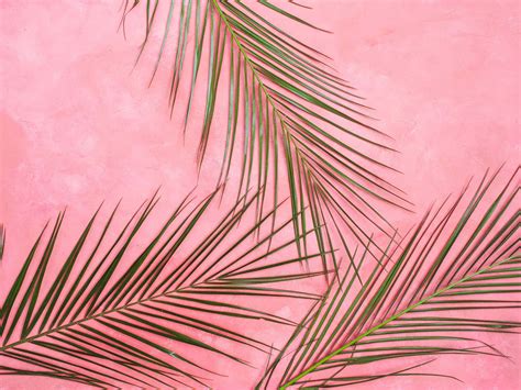 Pink Summer Wallpapers 4k Hd Backgrounds On Wallpaperbat