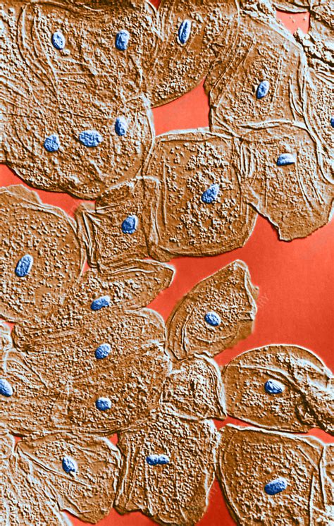 Tem Of Epithelial Cells Stock Image C022 1295 Science Photo Library