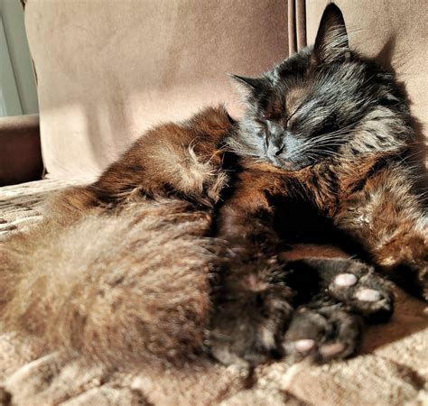Lush Rcats