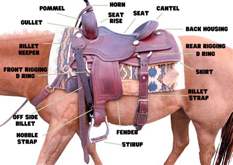What Are The Parts Of A Saddle Detroit Chinatown