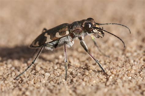Tiger Beetles The Fastest Bugs On Six Legs