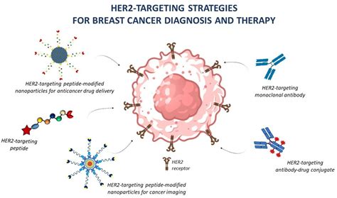Peptides Targeting Her2 Positive Breast Cancer Cells And Applications