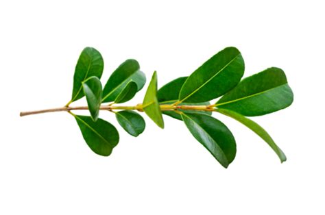 Olive Leaf Pngs For Free Download