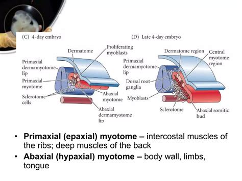 Paraxial And Intermediate Mesoderm Pptx