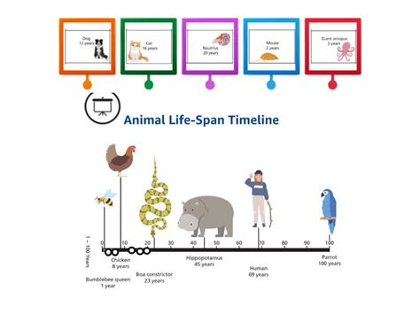 Animal Life Span Timeline Labelled Diagram