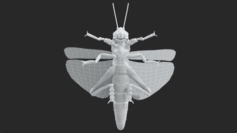 Grasshopper Static 3d Model Turbosquid 2009703 Grasshopper Static 3d Model Turbosquid 2009703
