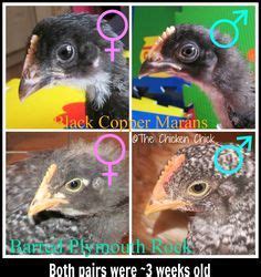 How To Sex A Chicken Artofit