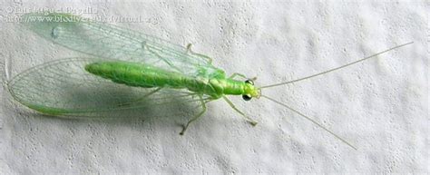 Chrysoperla Carnea