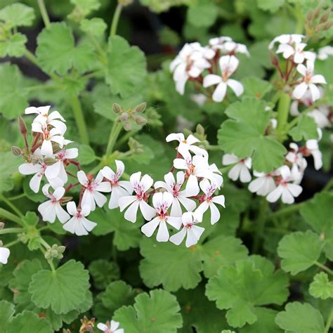 Buy Pelargonium Pelargonium Fragrans Delivery By Waitrose Garden