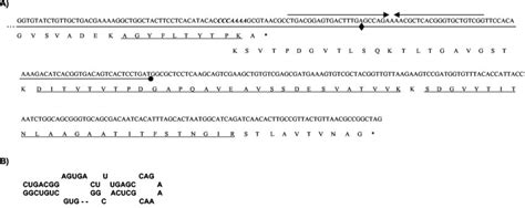 Effect Of Different Mutations On Frameshifting The Slippery Sequence