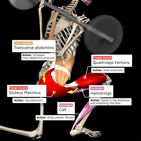 How To Lunge A Complete Guide Muscle And Motion Blog