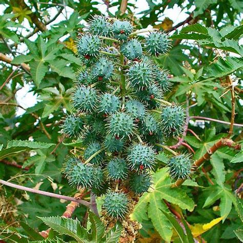 Buy Ricinus Communis Castor Oil Plant Arandi 05 Kg Seeds Online