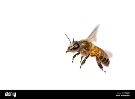 Honey Bees Flying