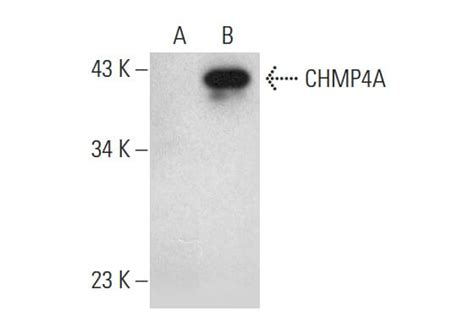 Anti Chmp4a Antibody E 6 Scbt Santa Cruz Biotechnology