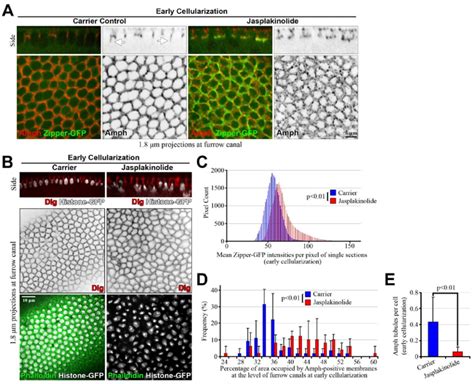 Figure S5 Effects Of Jasplakinolide On Early Cellularization Related
