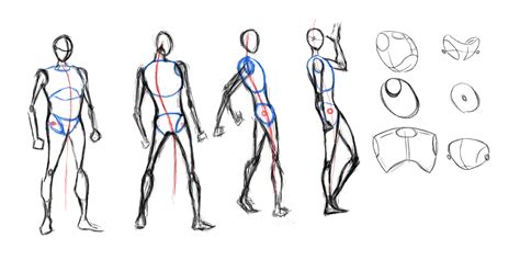 Anatomy Base Drawing At Norman Forsyth Blog