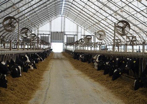 Feeding Consistency Essential To Production Cow Health Dairy Herd
