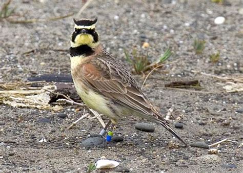 On The Edge Of The Prairie Creating Safe Nesting Habitat For The