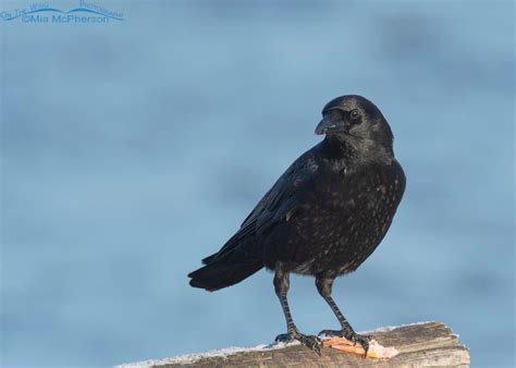 My First Birds Of 2020 American Crows In A Grocery Store Parking Lot
