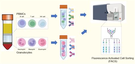 L5 2 Biochem Subcellular Fractionation Flashcards Quizlet