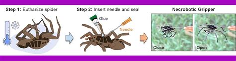 Necrobotics Spider Carcass Turned Into Creepy Robotic Grippers