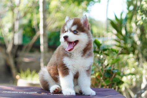 ฟาร์มไซบีเรียน Ennxo