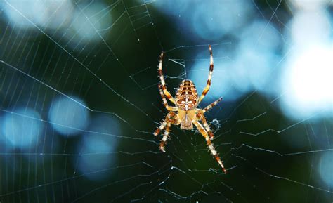 How To Hire Professionals For Spider Control