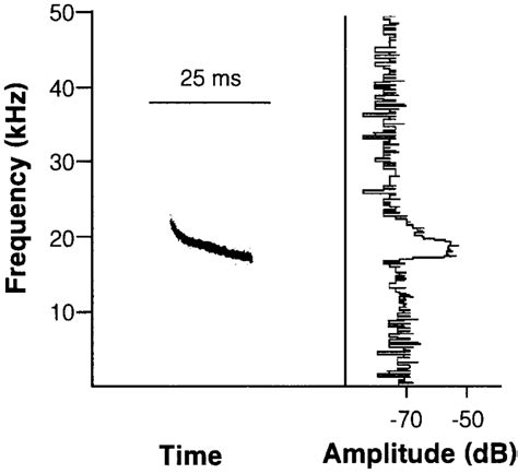 Sonogram Left And Power Spectrum Right Of A Typical Echolocation