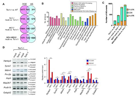 The Mtor Activated Transcriptome Features Widespread Exon Skipping