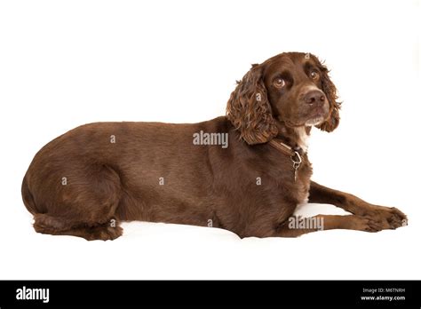 Working Cocker Spaniel Dog Cut Out Stock Images And Pictures Alamy