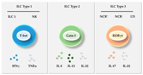 Innate Lymphoid Cell Classification The Ilcs Are Classified Into Three Download Scientific