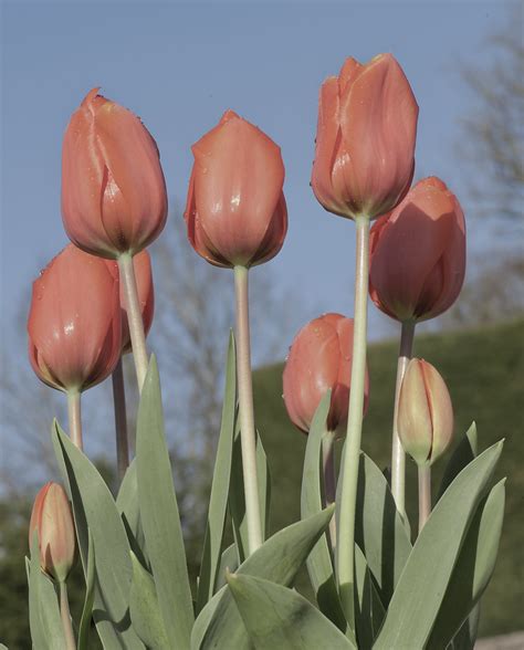 Daffadils Sekai Fraser Flickr